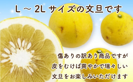 【2026年2月中旬より順次発送】【訳あり】 文旦 家庭用 5kg 高知 L ～ 2L サイズ 期間限定 早期予約 受付中 限定 旬 みかん 土佐文旦 柑橘 果物 フルーツ NF005-3x ...