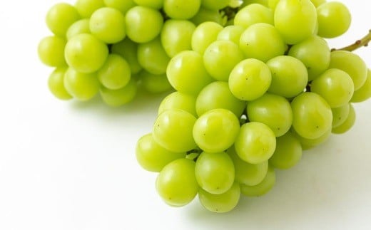 【先行予約】 原茂之巨峰園 シャインマスカット 4房から5房 （約2kg） 【2026年8月下旬～9月下旬より順次発送予定】 葡萄 ぶどう ブドウ 種無し 種なし 大粒 果物 くだもの ...