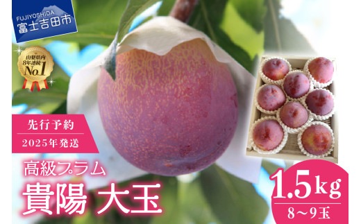 【2025年発送】【数量限定】【期間限定】【高級プラム】貴陽 大玉1.5kg(8玉～9玉) フルーツ 山梨県産 数量限定 期間限定 プラム 果物 旬 高級 2025年 山梨 富士吉田市 ...